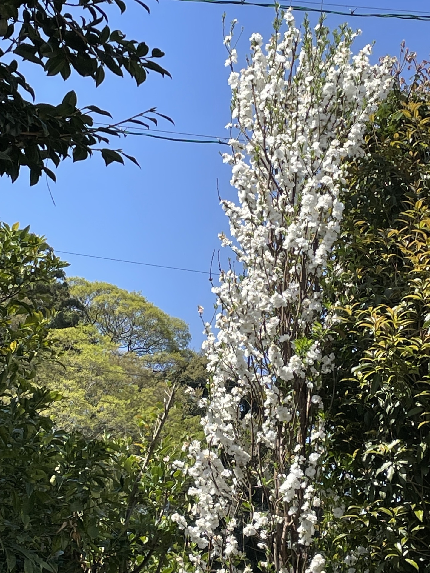 4月: 松尾慧：日々横笛